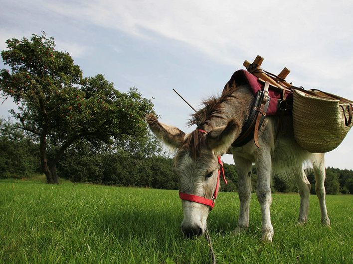 Ezelwandeling met knapzak